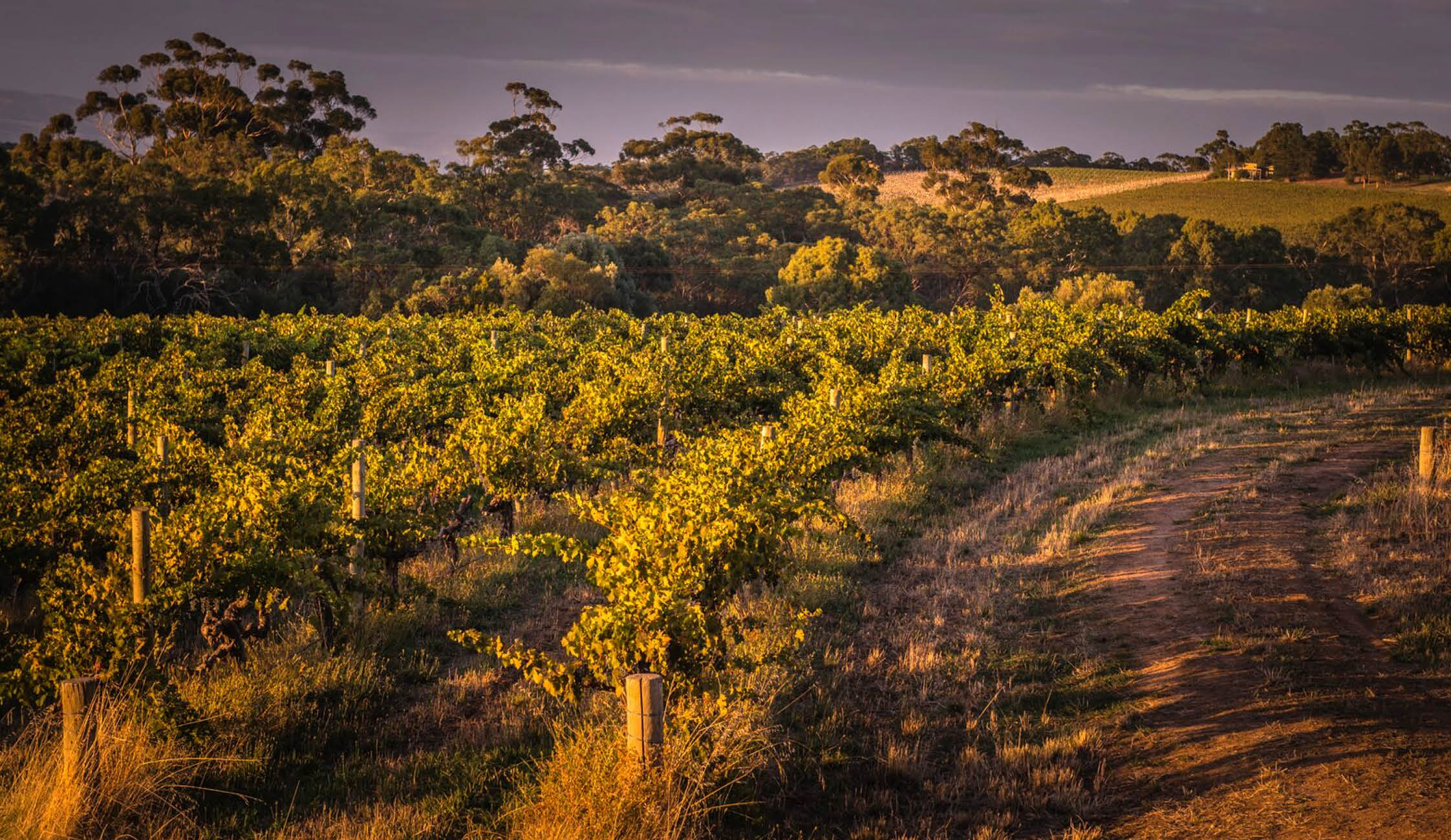 Six Australian Wine Styles That Are Driving Sales - Vine Street Imports